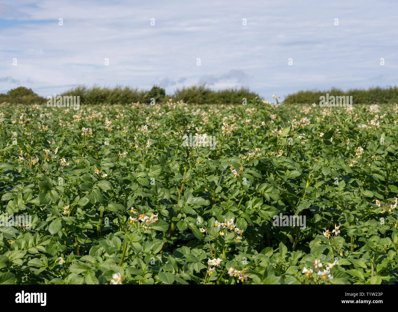 Potato field crop Lancashire Stock Photo - Alamy