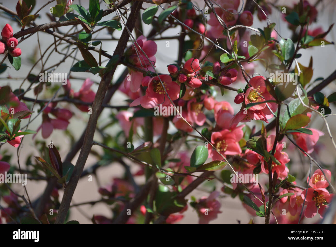 Maules quince hi-res stock photography and images - Alamy