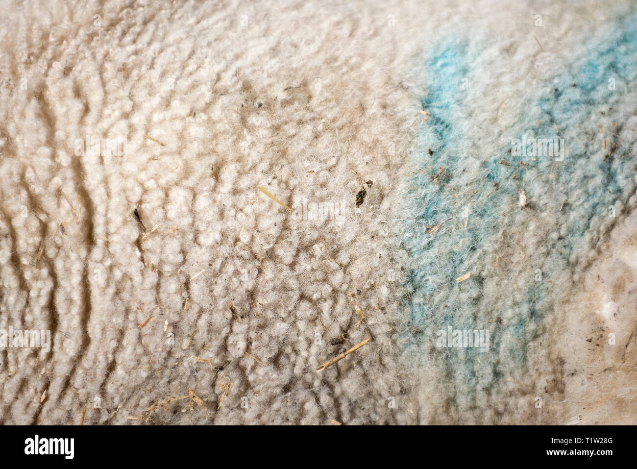 Sheep fleece close up on sheep Stock Photo - Alamy