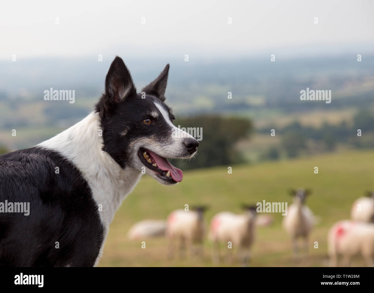Working farm dog hi-res stock photography and images - Alamy