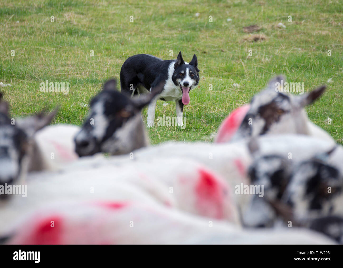 Sheepdog herding sheep hi-res stock photography and images - Alamy