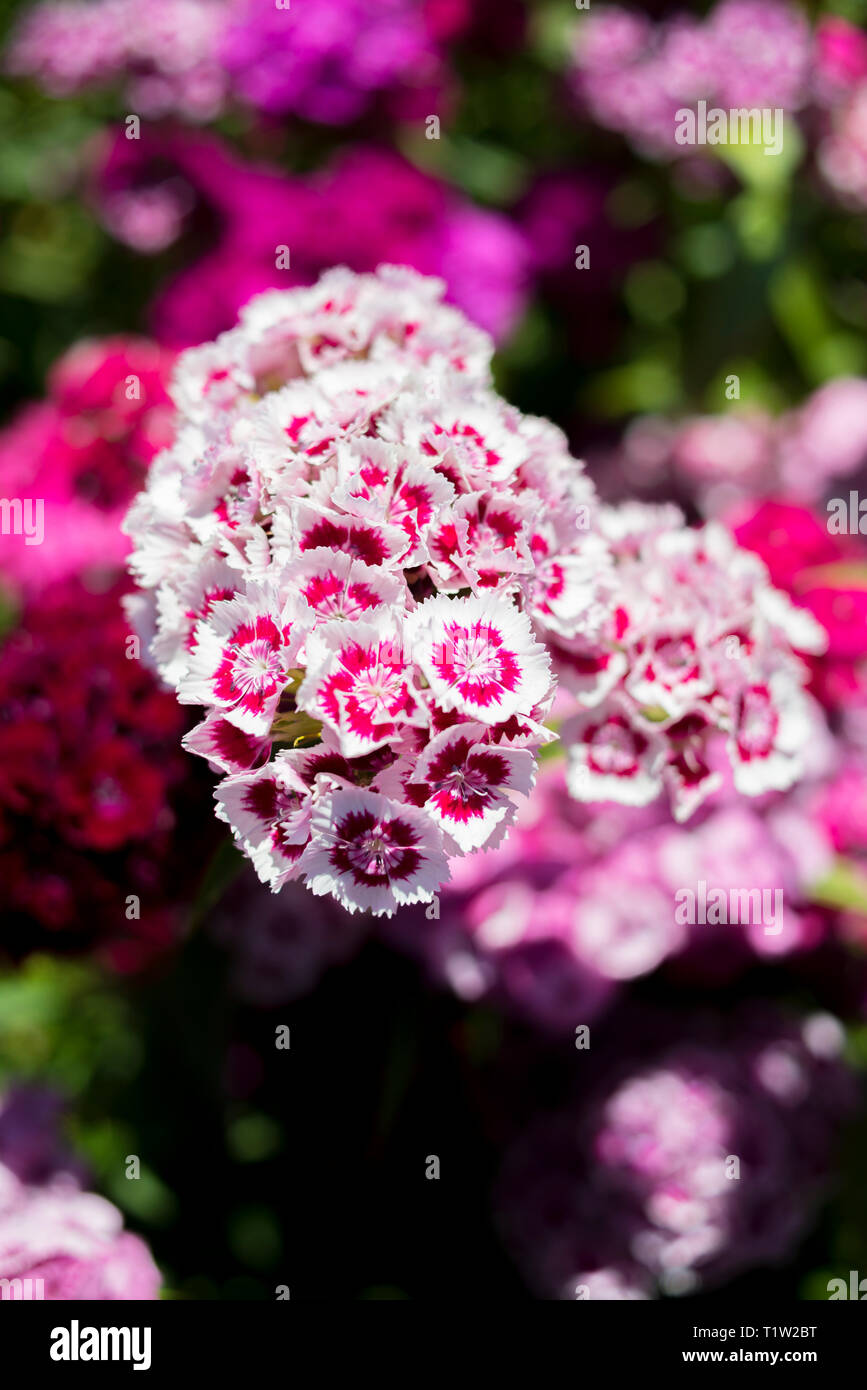 Sweet williams hi-res stock photography and images - Alamy