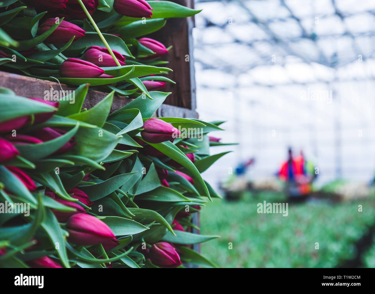Tulips in Norfolk nursery Stock Photo - Alamy
