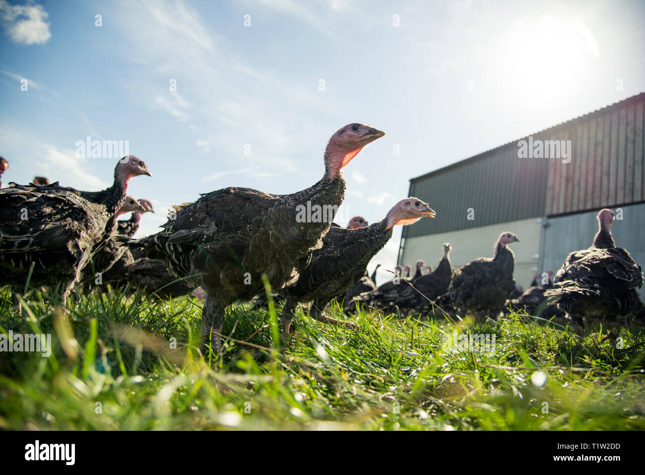 Turkeys uk birds hi-res stock photography and images - Alamy