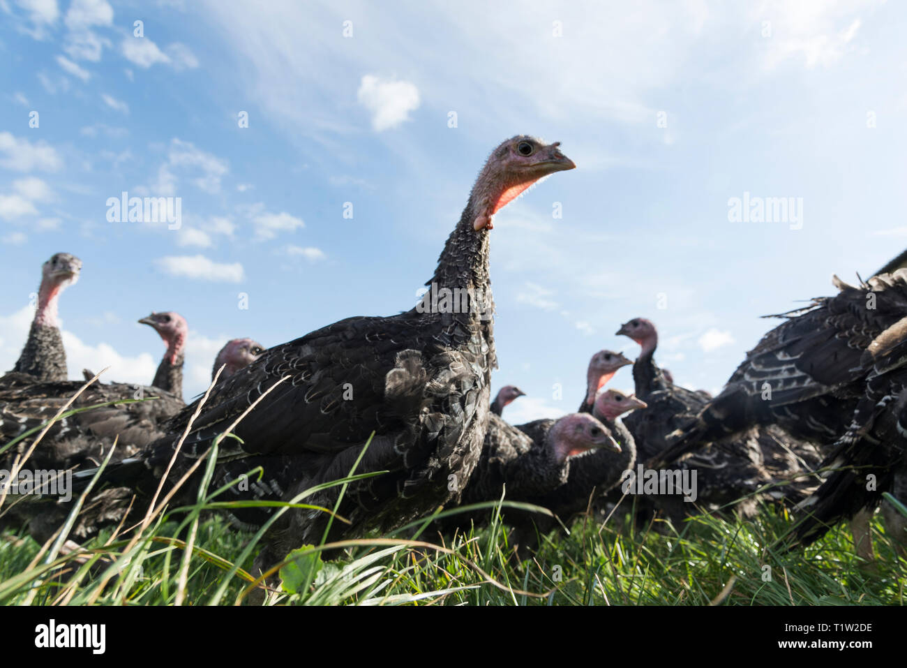 British free range turkeys Stock Photo - Alamy