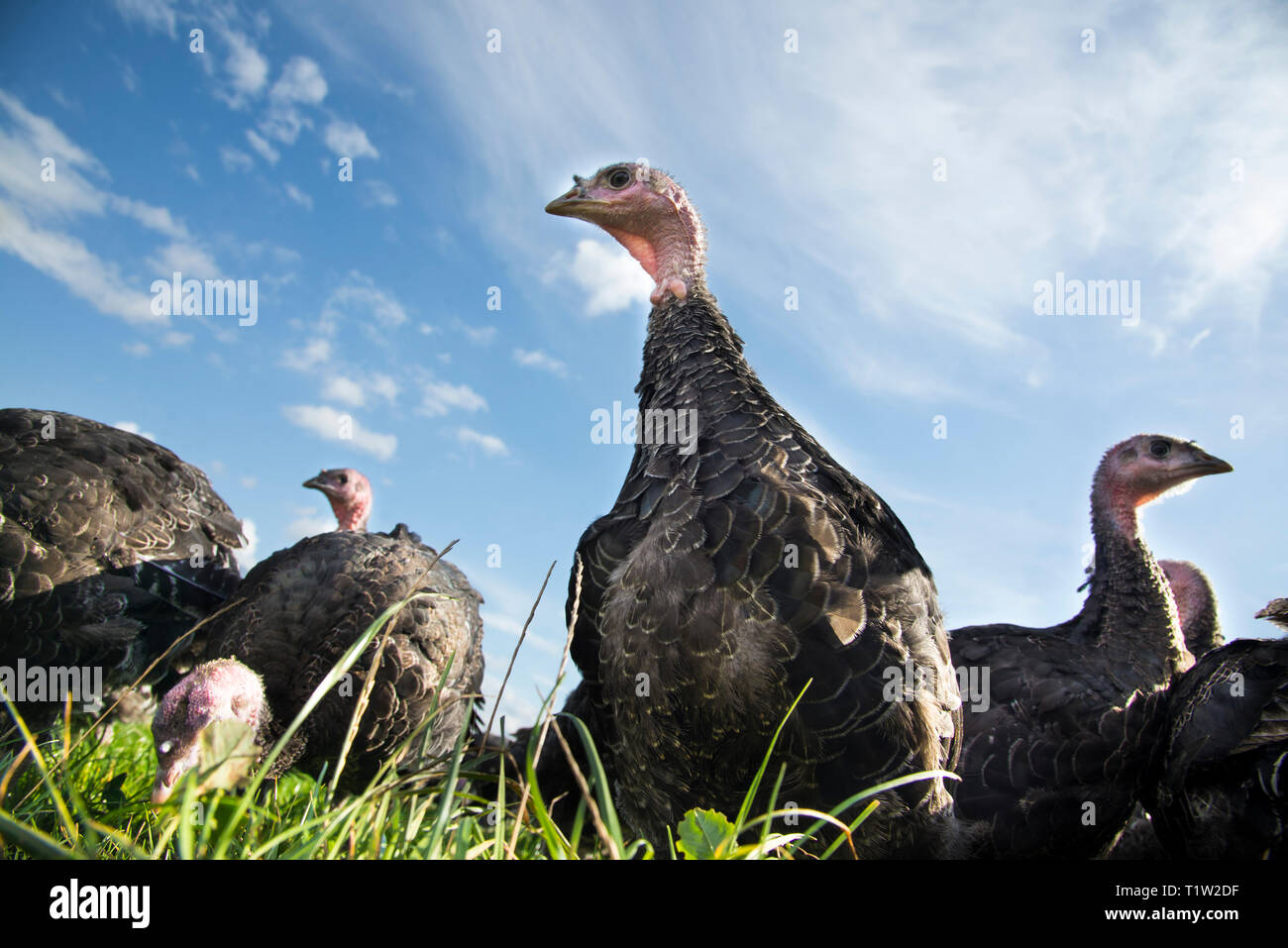 British free range turkeys Stock Photo - Alamy