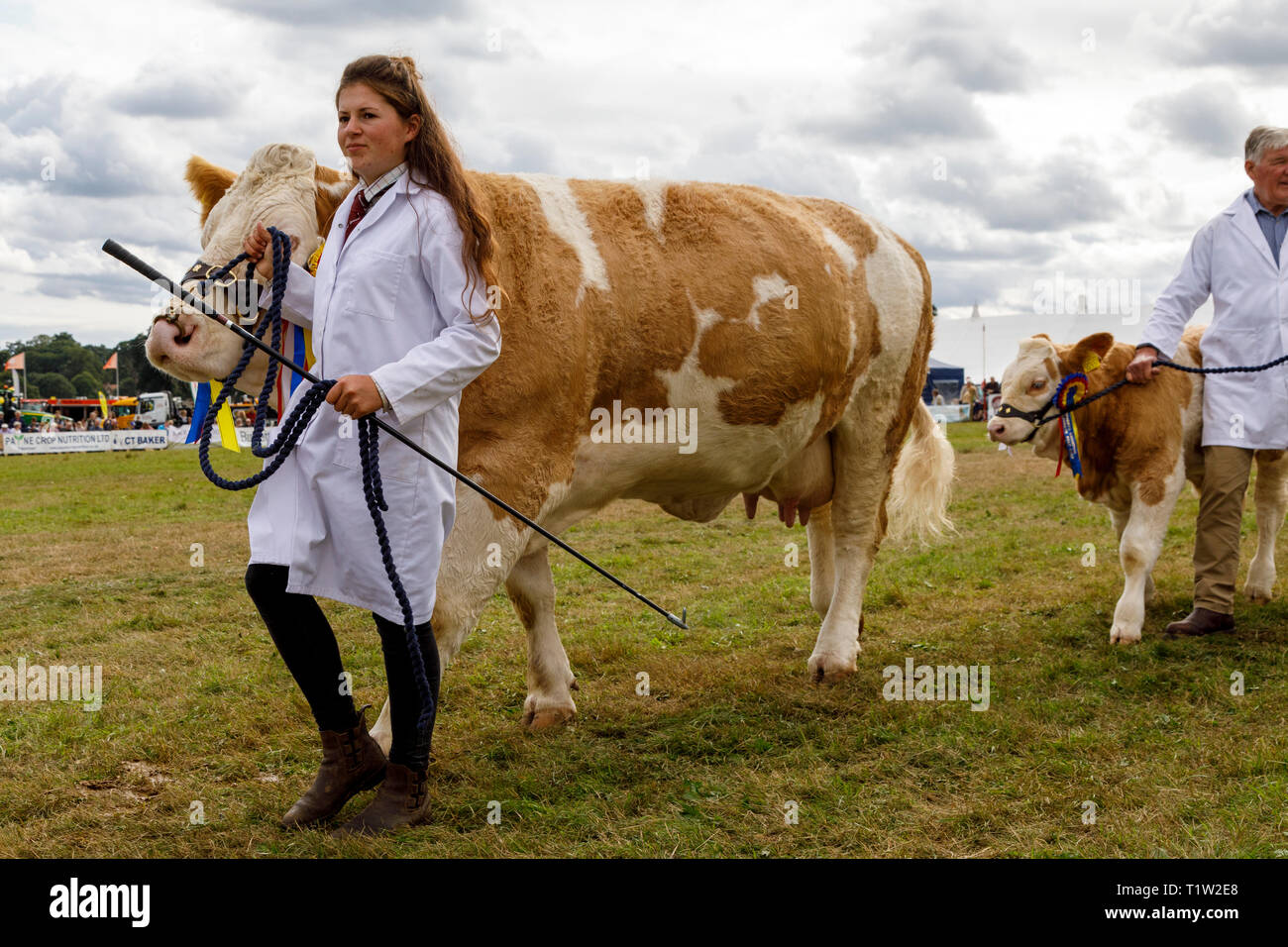 Parading cattle hi-res stock photography and images - Alamy