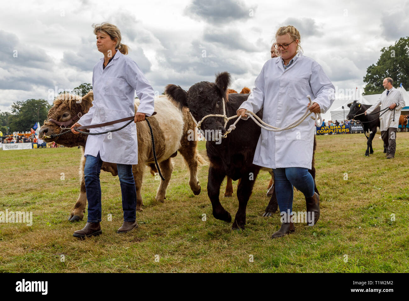 Parading cattle hi-res stock photography and images - Alamy