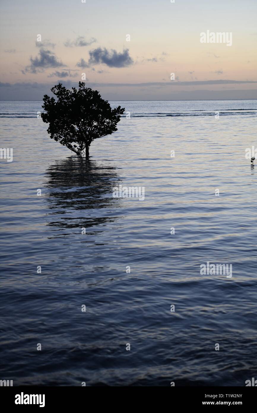 Quirimba Island, Quirimbas Archipelago, Mozambique, East Africa Stock ...