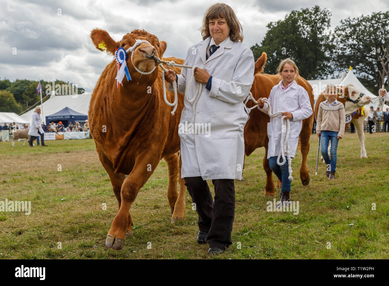 Award winning cattle are paraded in the show ring at the 2018 Aylsham ...
