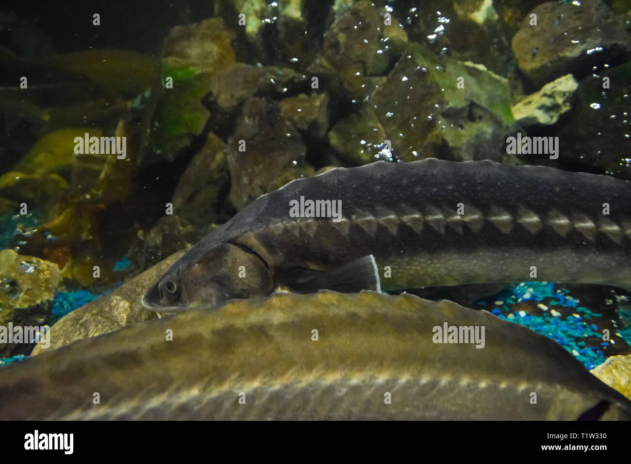 Fish sturgeon swims in the aquarium of the oceanarium. Sturgeon fish ...