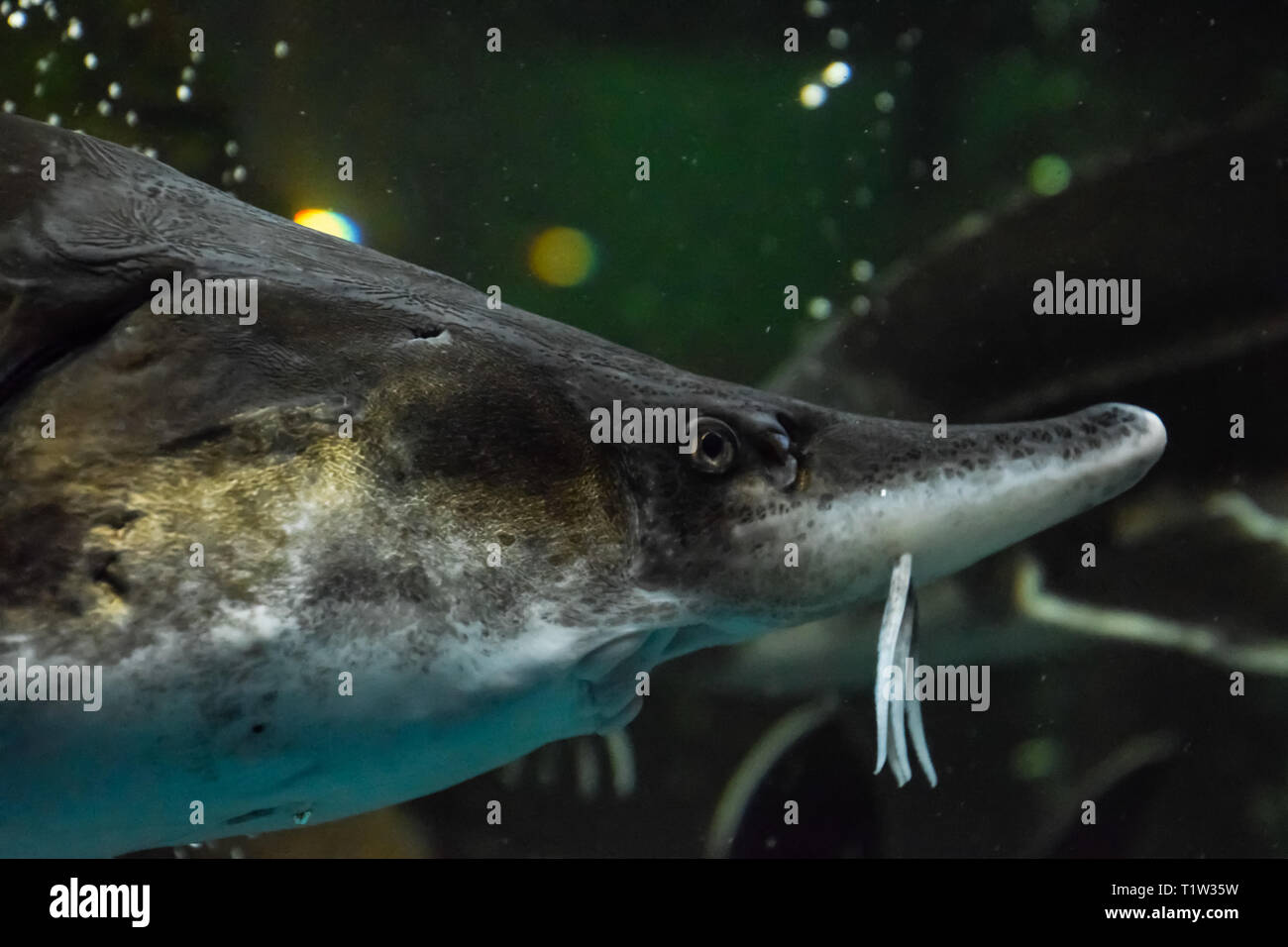 Fish sturgeon swims in the aquarium of the oceanarium. Sturgeon fish ...