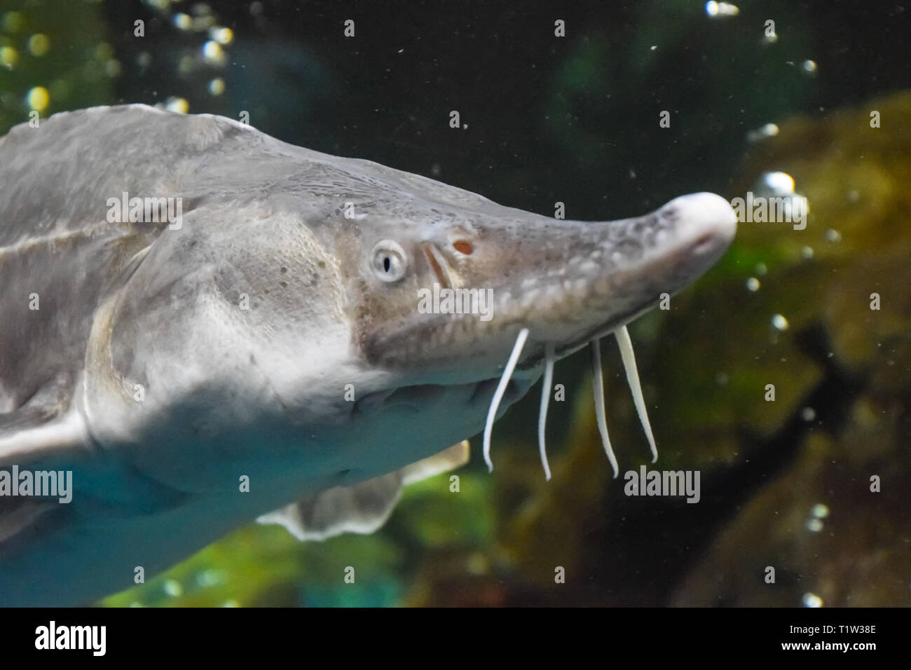 Fish sturgeon swims in the aquarium of the oceanarium. Sturgeon fish ...