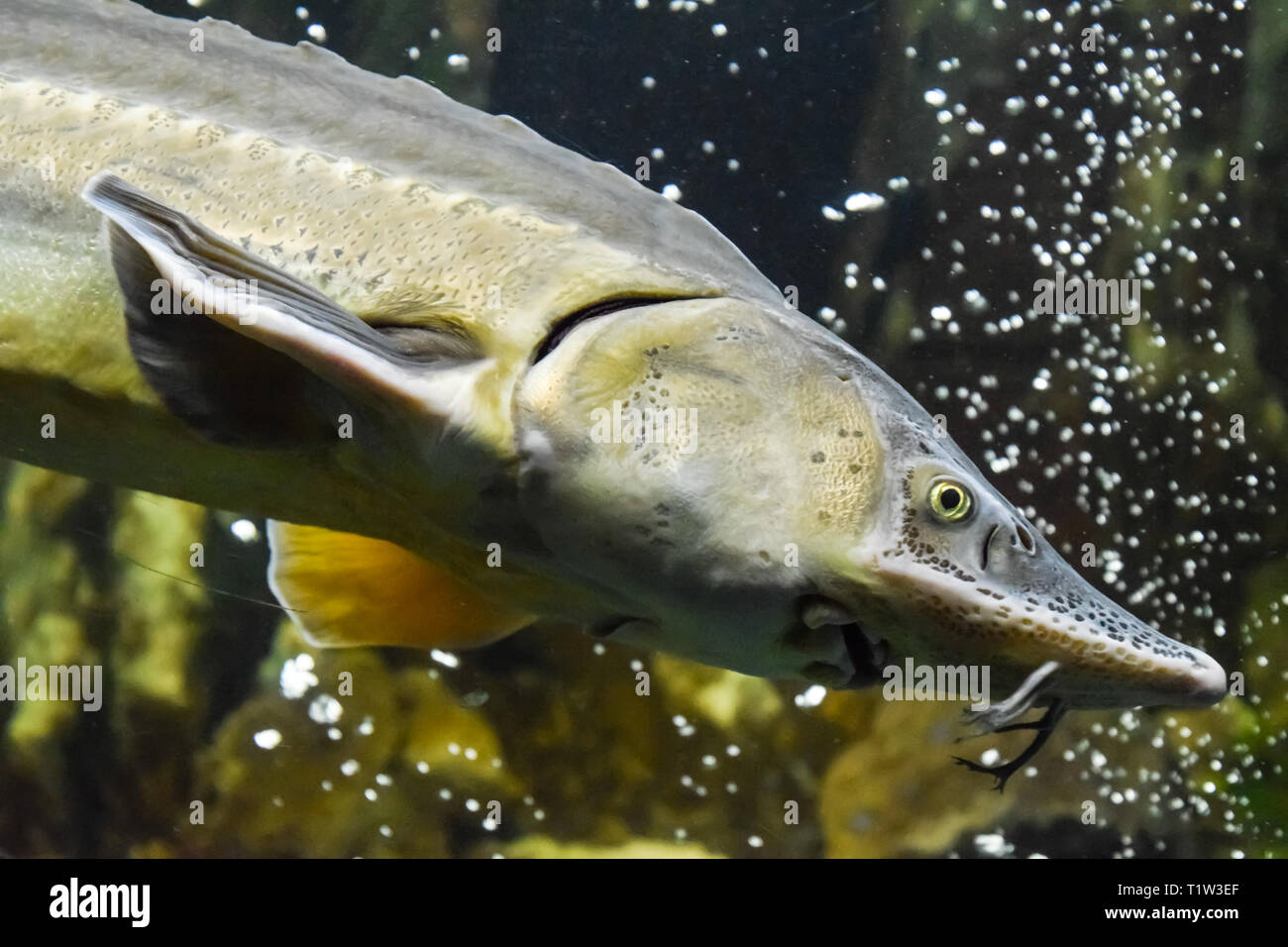 Fish sturgeon swims in the aquarium of the oceanarium. Sturgeon fish ...