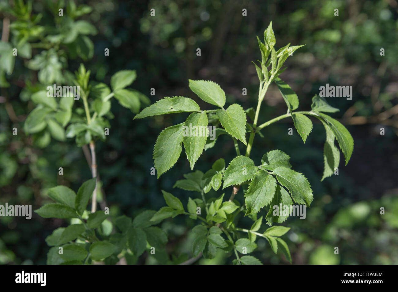 Young leaves / foliage of Common Elder / Sambucus nigra. Various parts ...