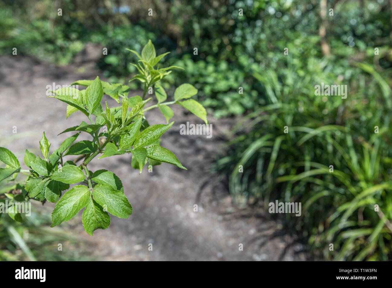 Young leaves / foliage of Common Elder / Sambucus nigra. Various parts ...