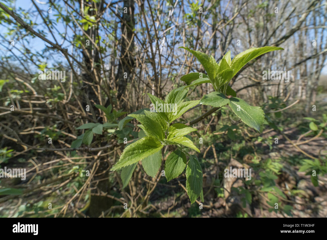 Young leaves / foliage of Common Elder / Sambucus nigra. Various parts ...