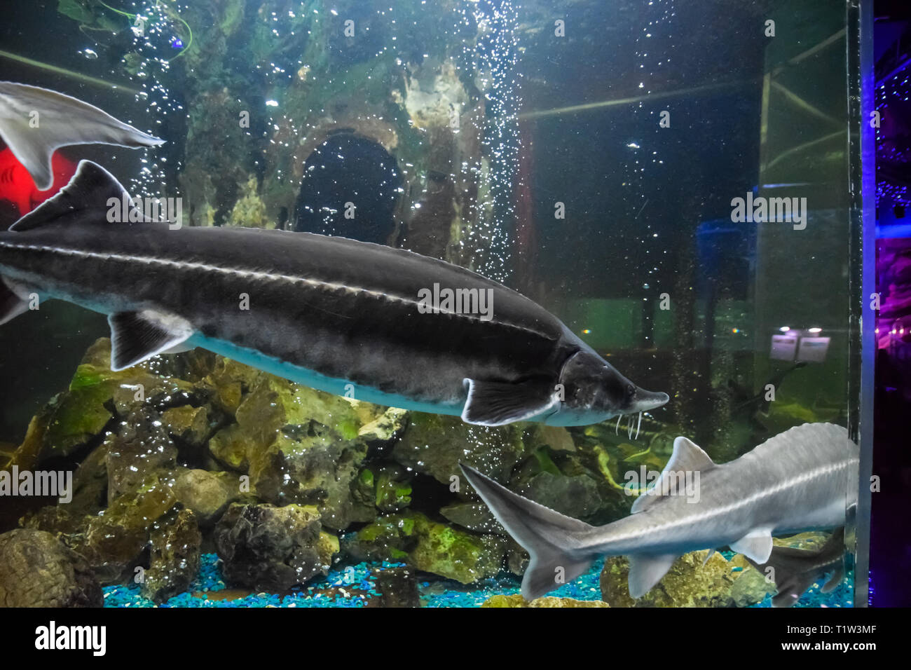 Fish sturgeon swims in the aquarium of the oceanarium. Sturgeon fish ...
