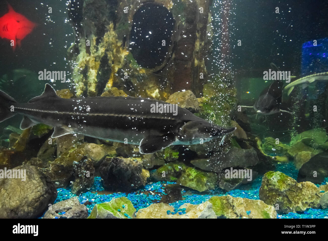Fish sturgeon swims in the aquarium of the oceanarium. Sturgeon fish ...