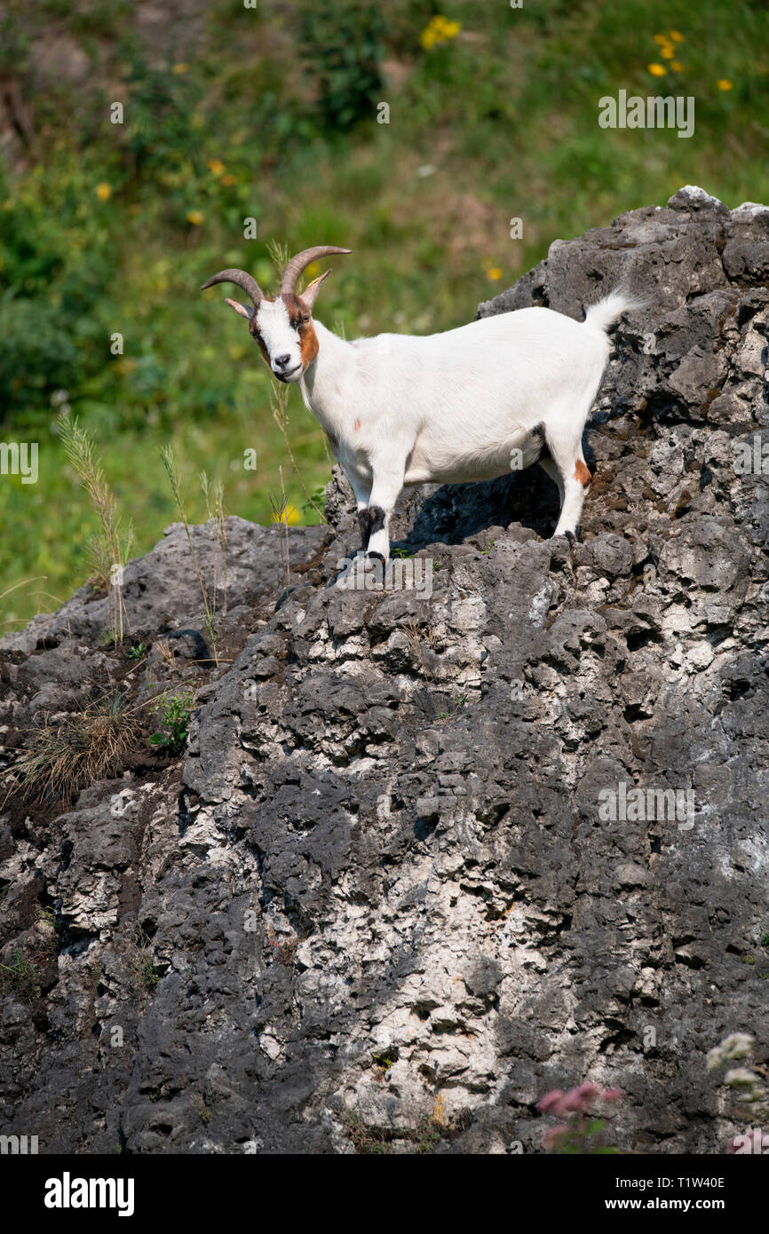 free-range domestic goat, Pottenstein, Bavaria, Germany, Europe, (Capra ...