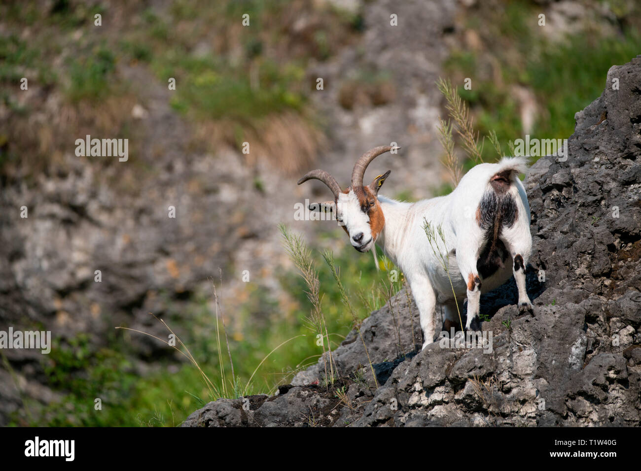free-range domestic goat, Pottenstein, Bavaria, Germany, Europe, (Capra ...
