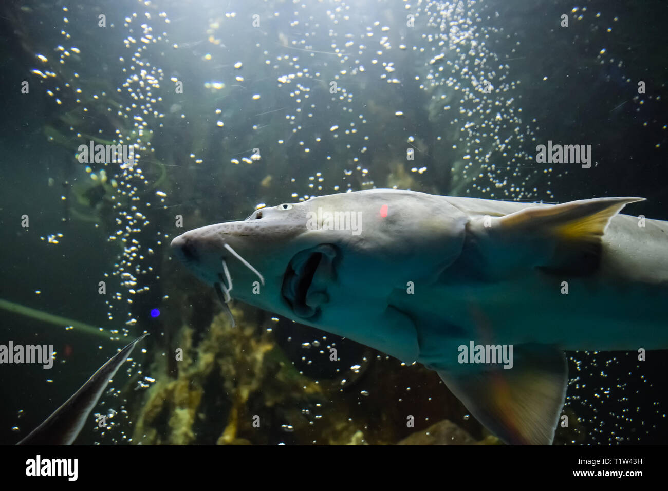 Fish sturgeon swims in the aquarium of the oceanarium. Sturgeon fish ...