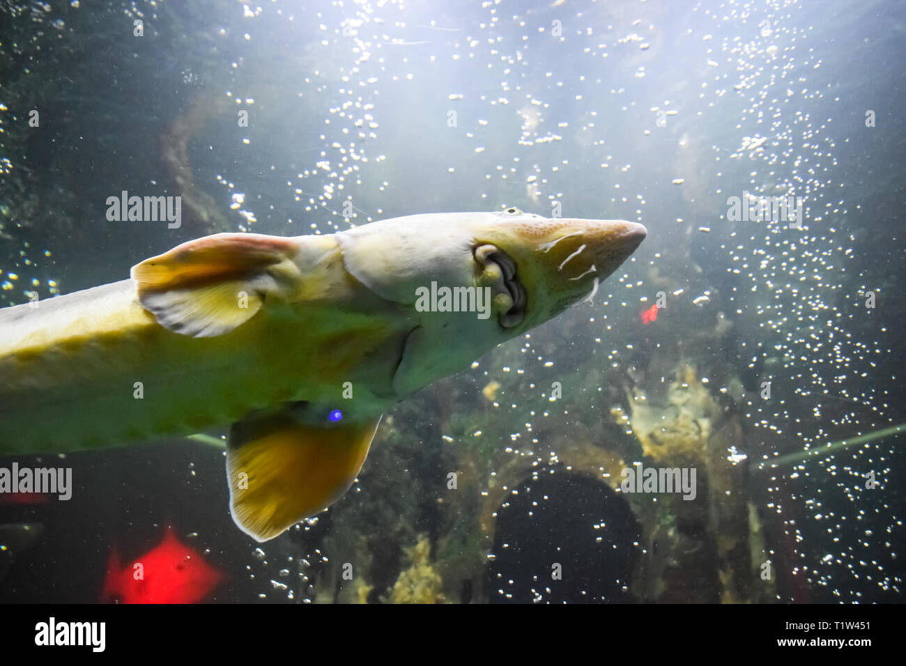 Fish sturgeon swims in the aquarium of the oceanarium. Sturgeon fish ...