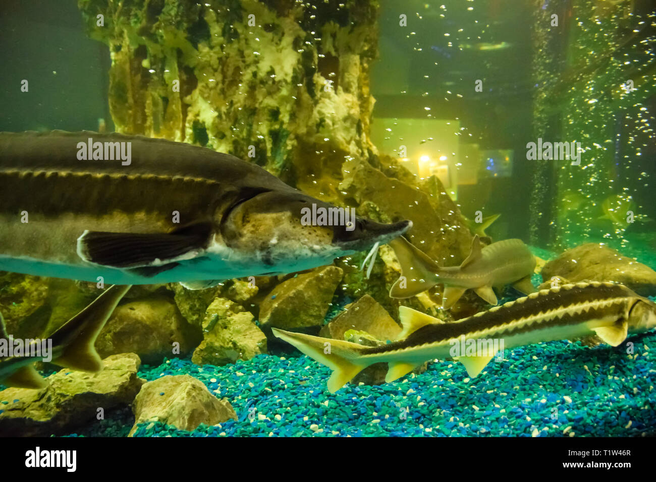 Fish sturgeon swims in the aquarium of the oceanarium. Sturgeon fish ...