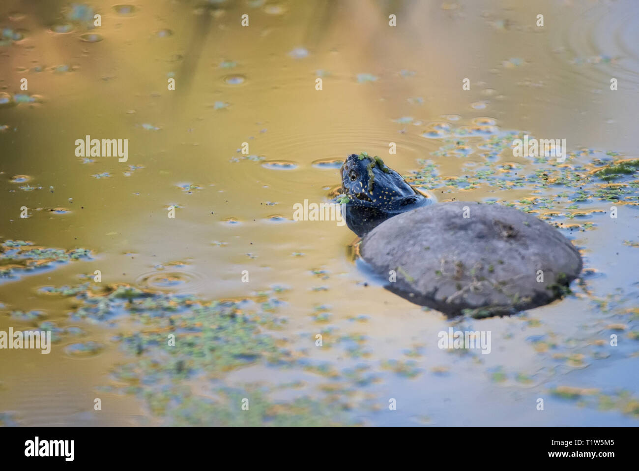 European pond turtle or Emys orbicularis in water Stock Photo - Alamy