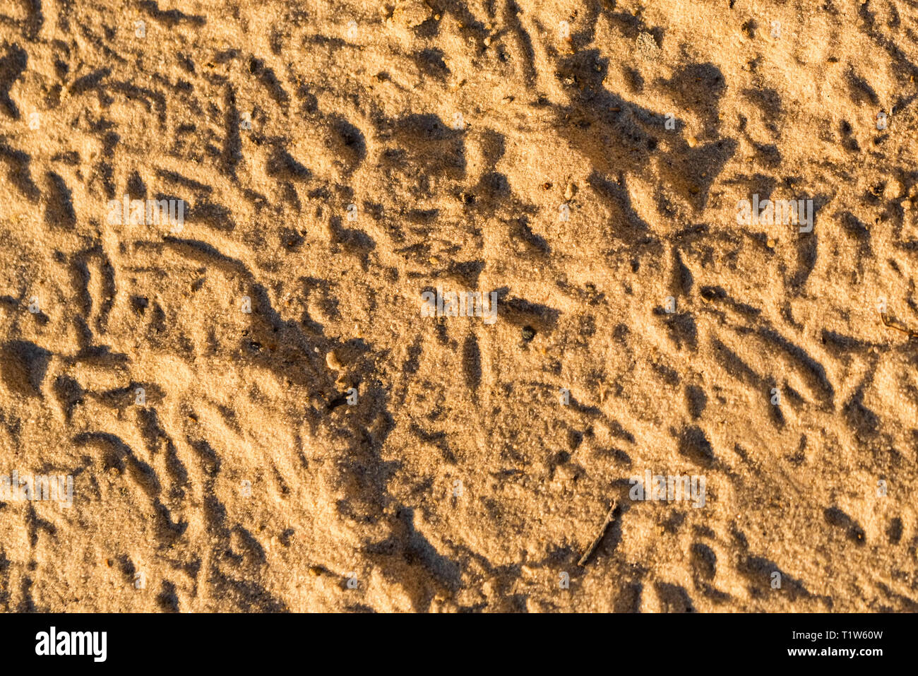 Desert Texture Hd