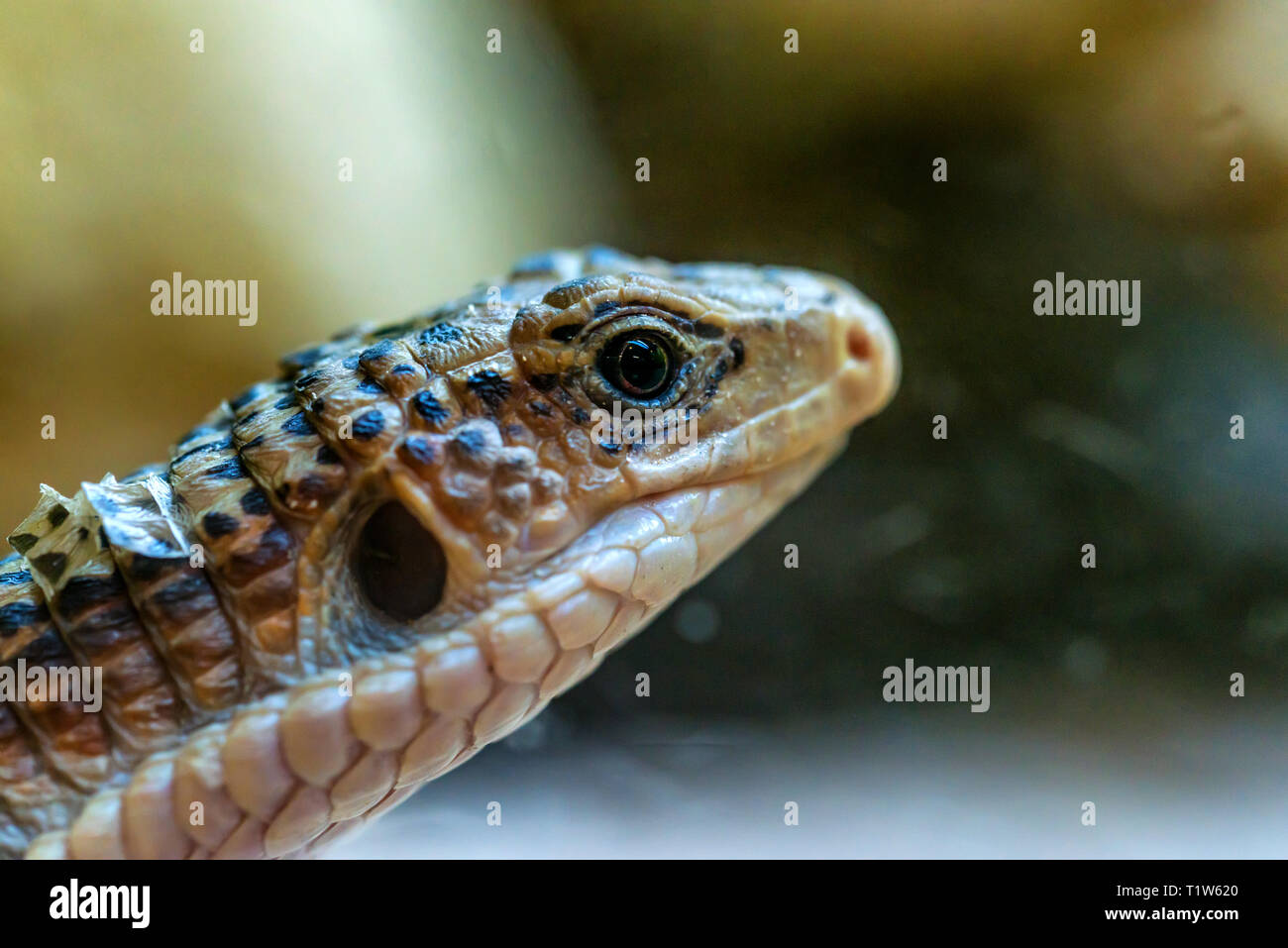Close up head of Sudan plated lizard or Gerrhosaurus major Stock Photo ...