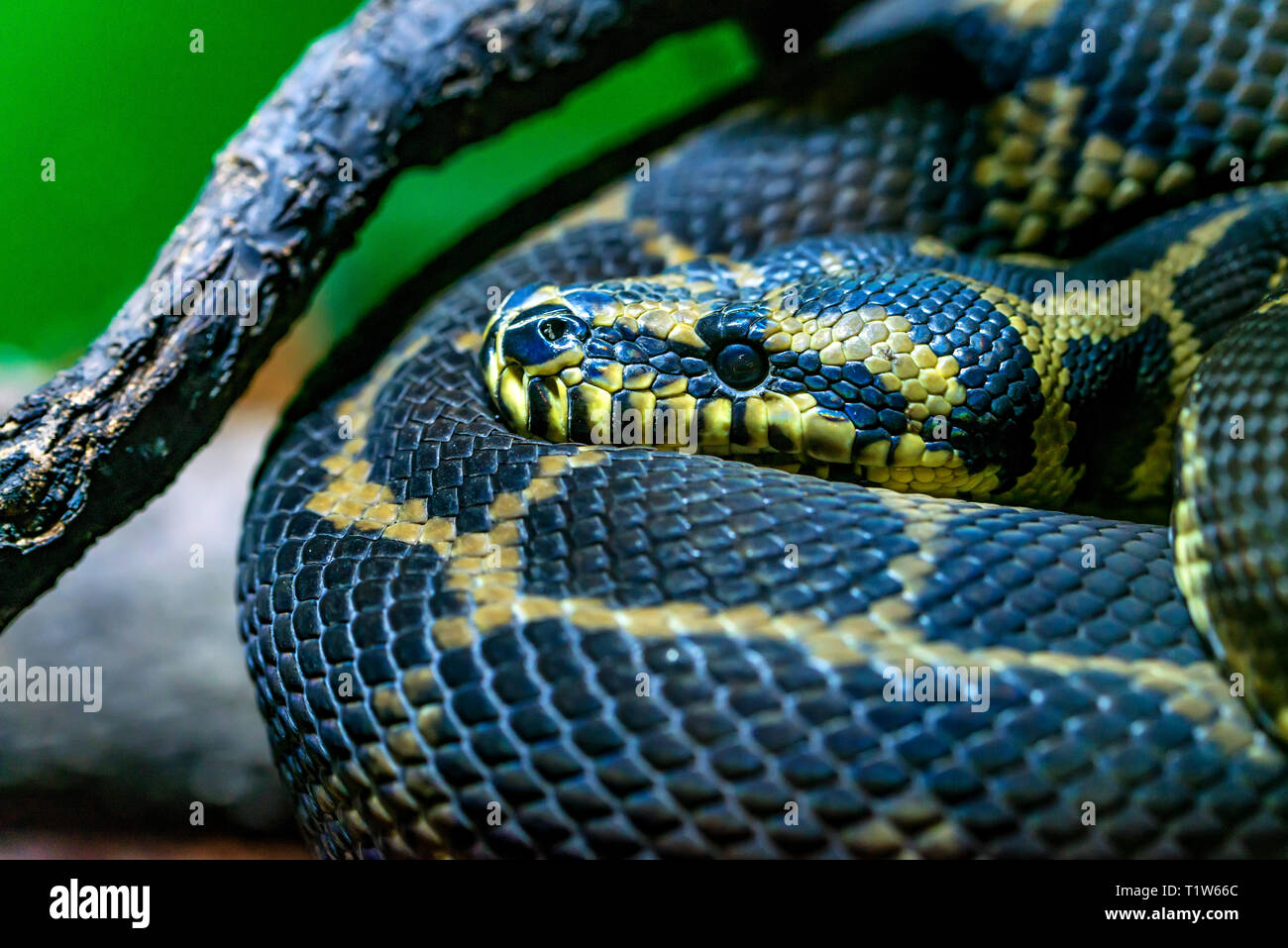 Blue Anaconda Snake