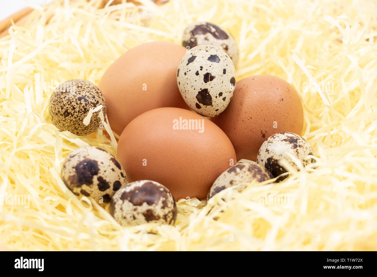 Organic and healthy egg - farm produce - responsible agriculture Stock ...