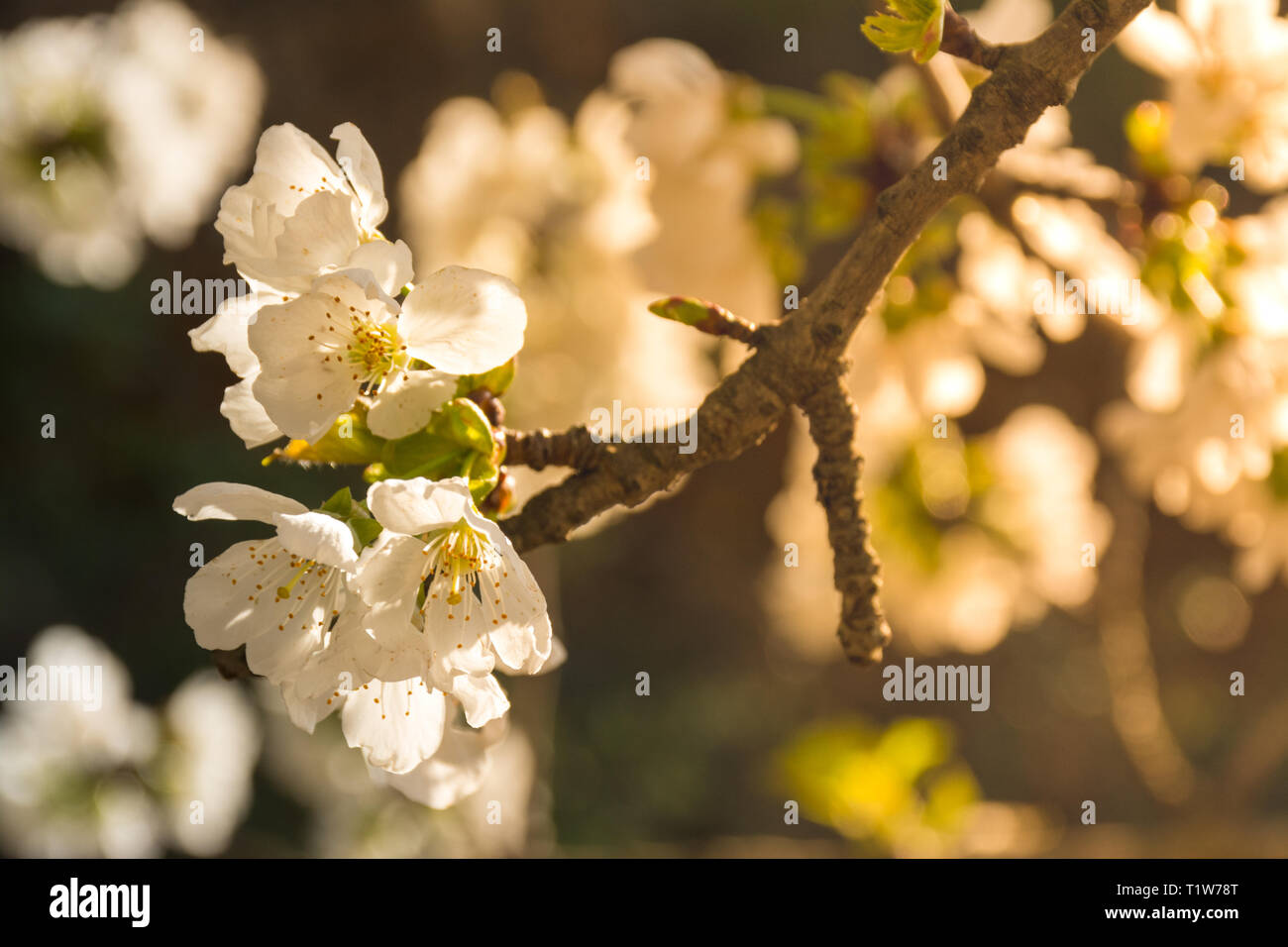 White flowers of fruit tree with lights of sunset or sunrise Stock ...