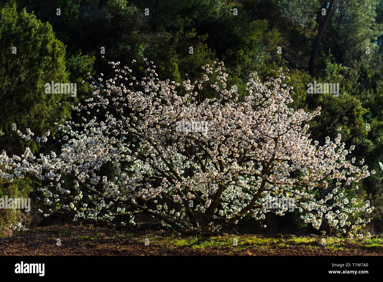 A big fruit tree crowded of white flowers in the countryside at sunset ...