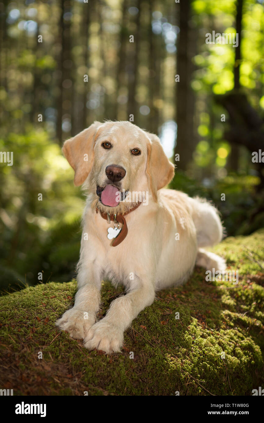 Five month old labrador retriever puppy in the forest Stock Photo - Alamy