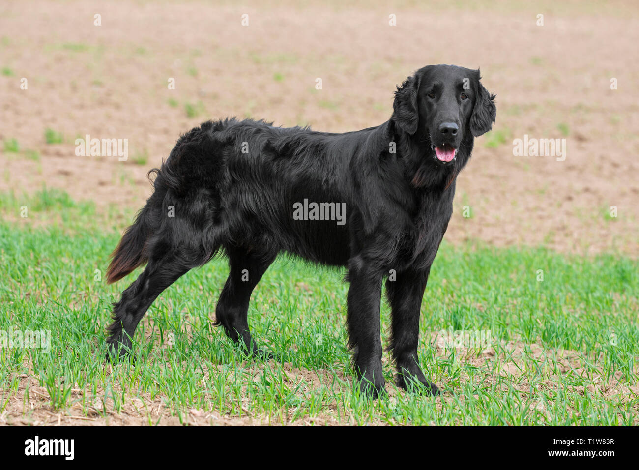 Black flat coated retriever hi-res stock photography and images - Alamy
