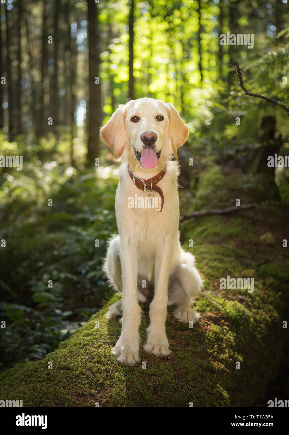 Five month old labrador retriever puppy in the forest Stock Photo - Alamy