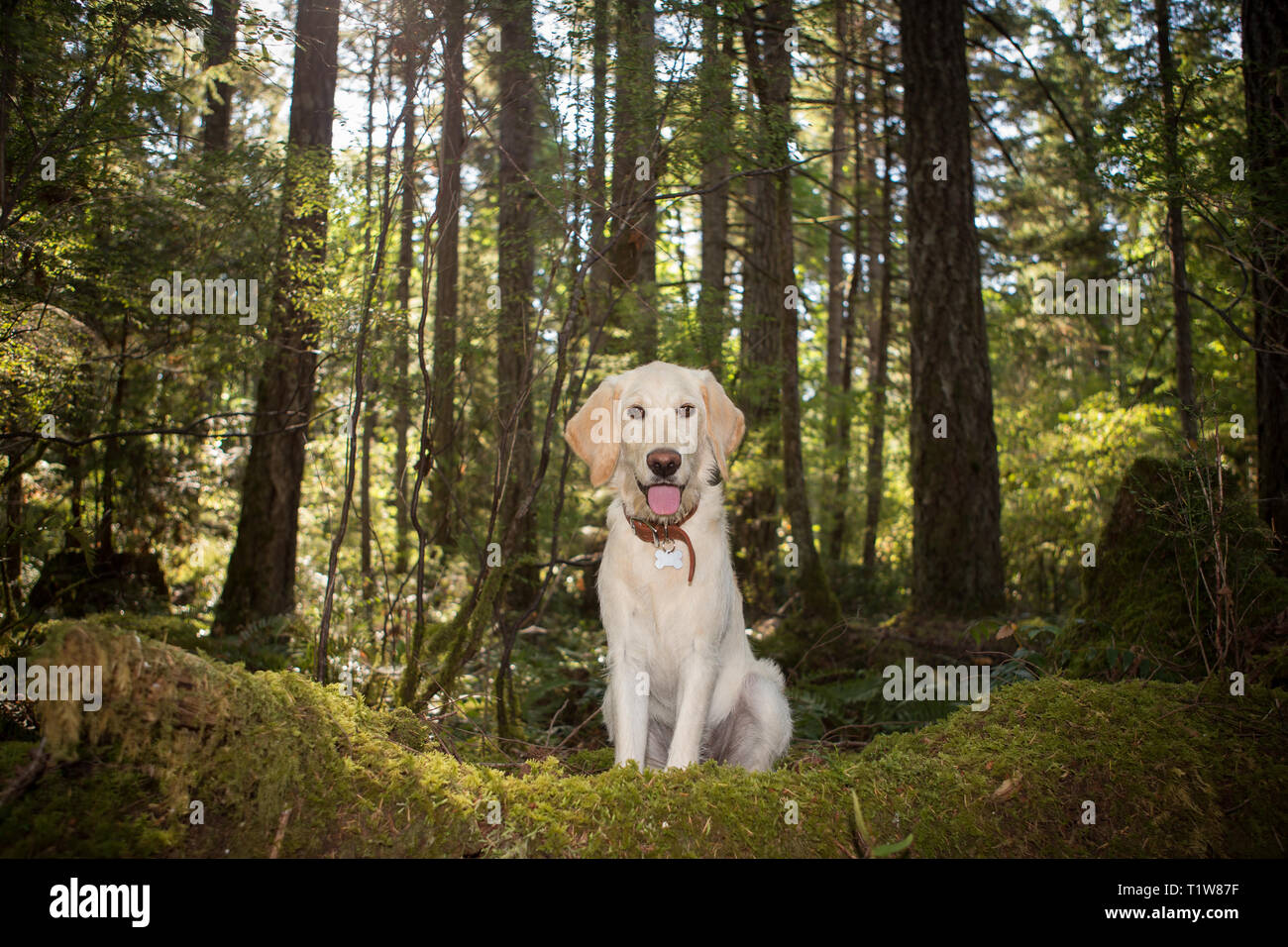 Five month old labrador retriever puppy in the forest Stock Photo - Alamy