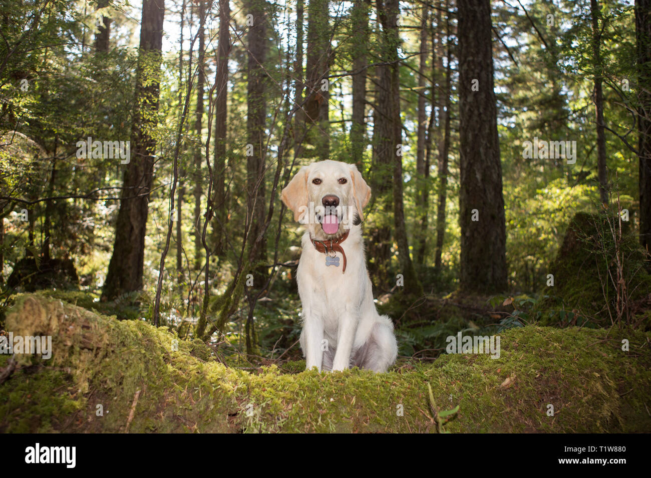 Five months old young dog hi-res stock photography and images - Alamy