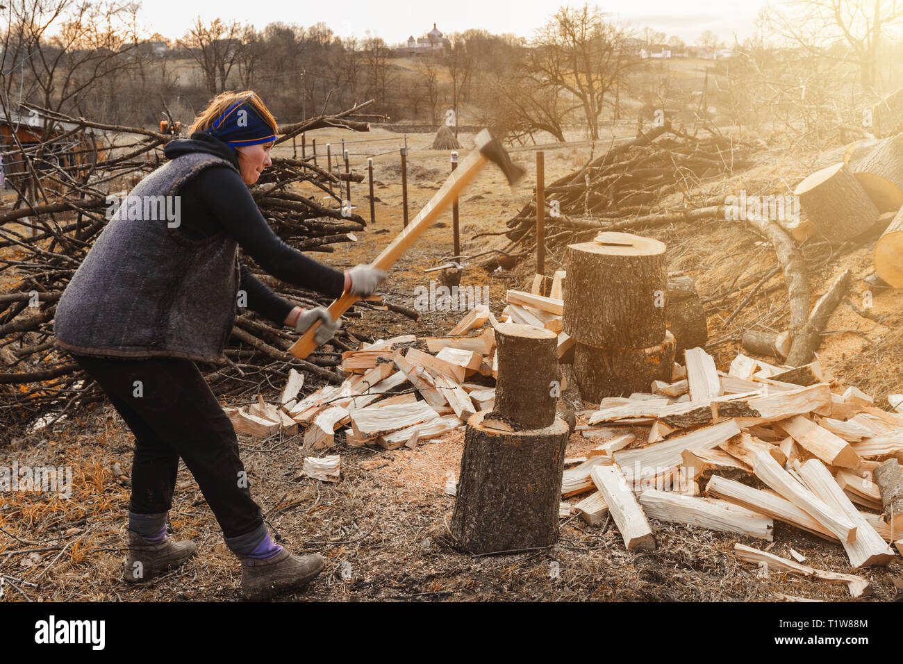 A rural woman shoots an ash tree wood for harvesting for the winter ...