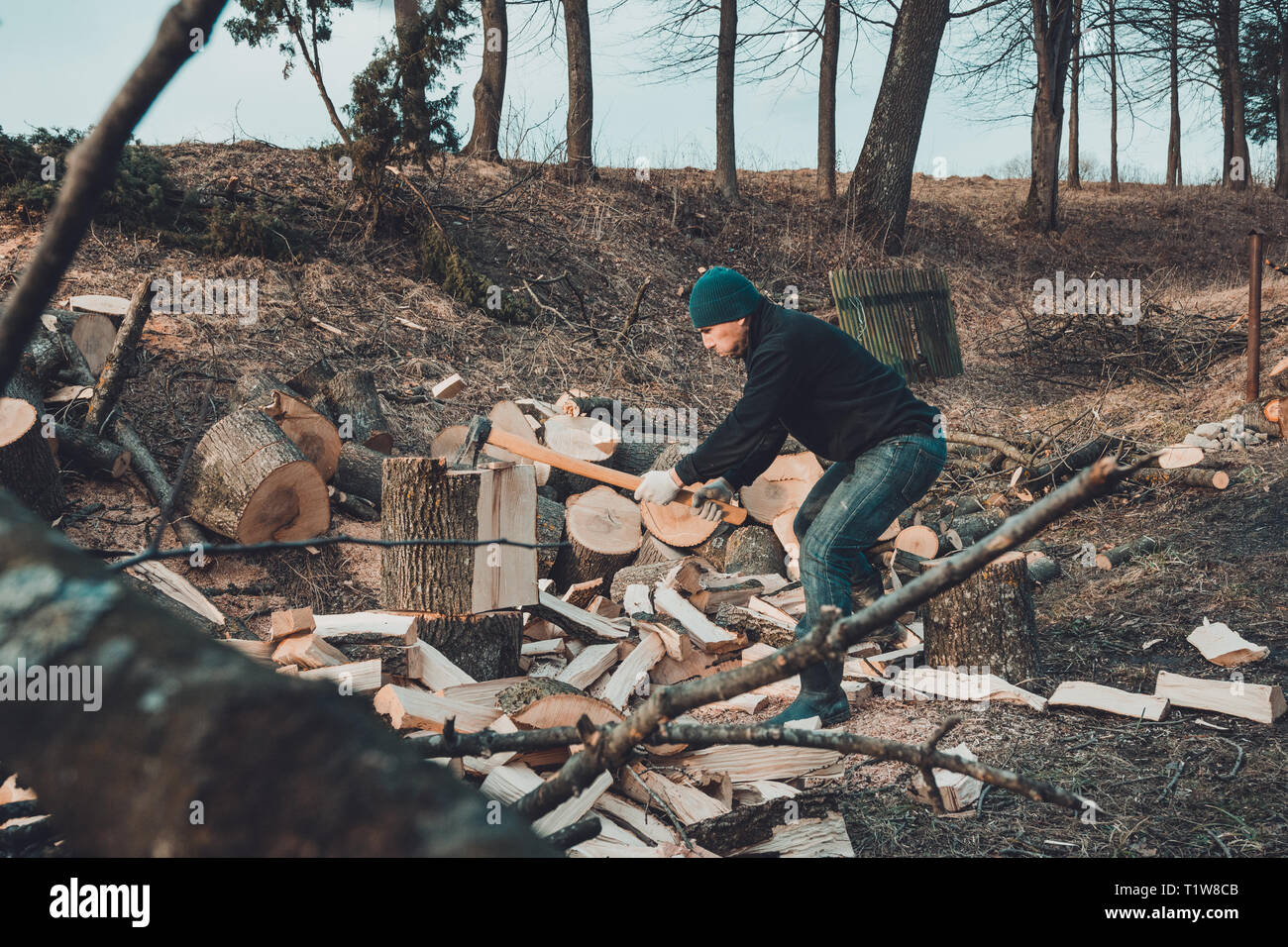 A chilly man harvests wood for cold winter cutting a thick solid ash ...