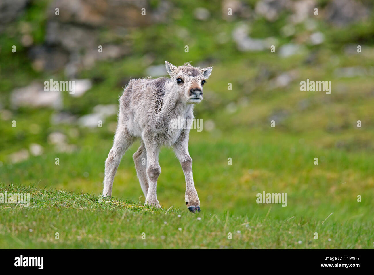 Newborn Caribou Calf