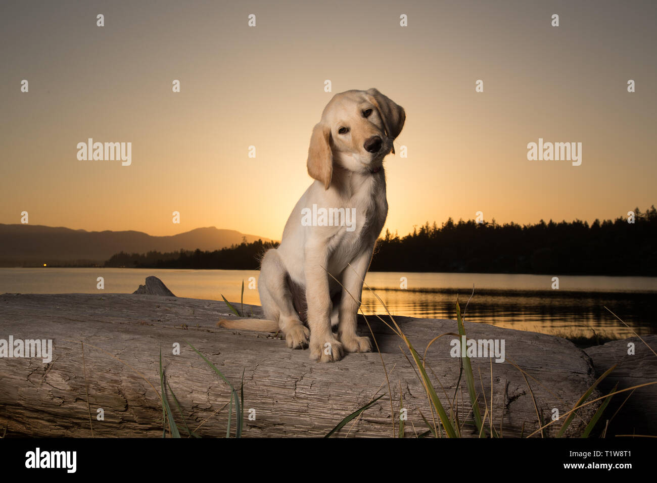 Yellow 3 month old labrador retriever puppy at sunset on the beach ...