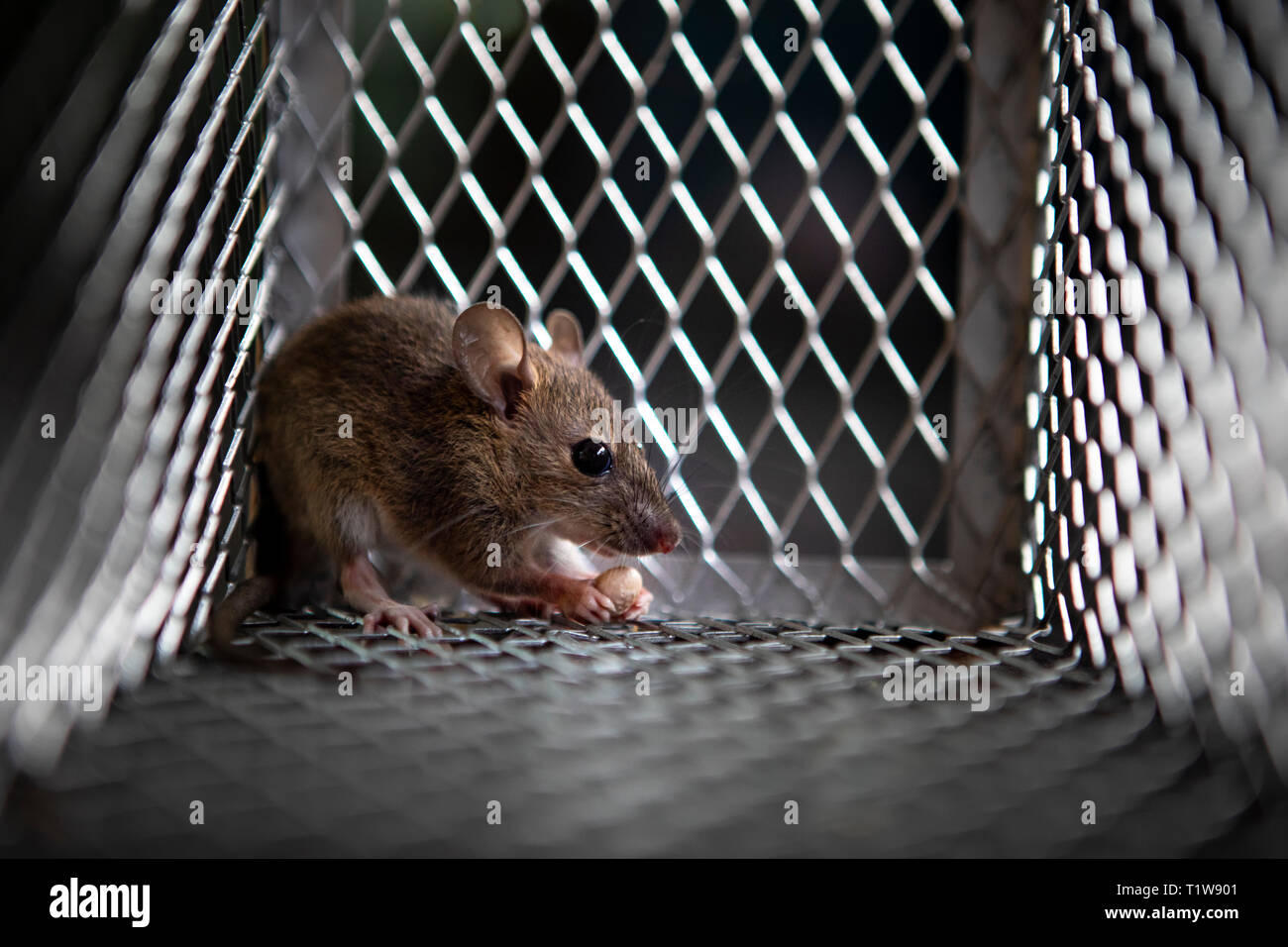 one rat eating something in metal trap Stock Photo - Alamy