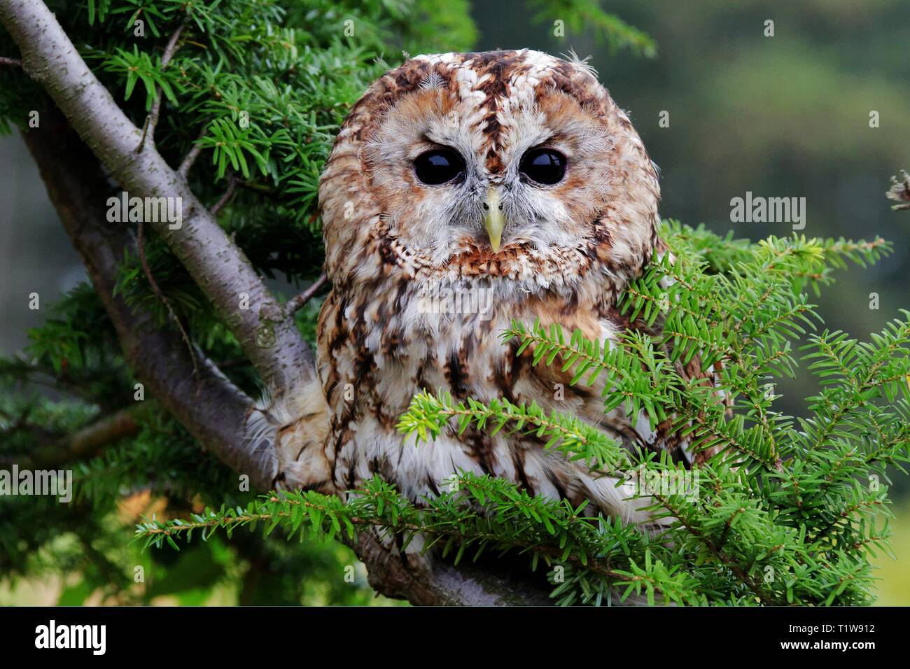 Tawny owl eyes head hi-res stock photography and images - Alamy