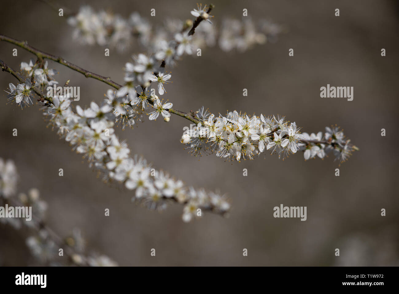 Spiny blossom hi-res stock photography and images - Alamy