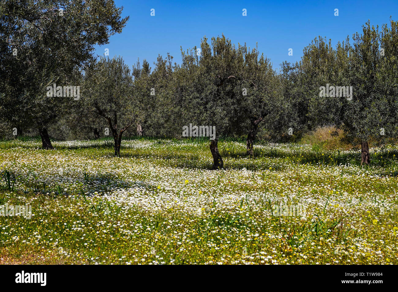 Olive Trees And Spring Flowers High Resolution Stock Photography and ...