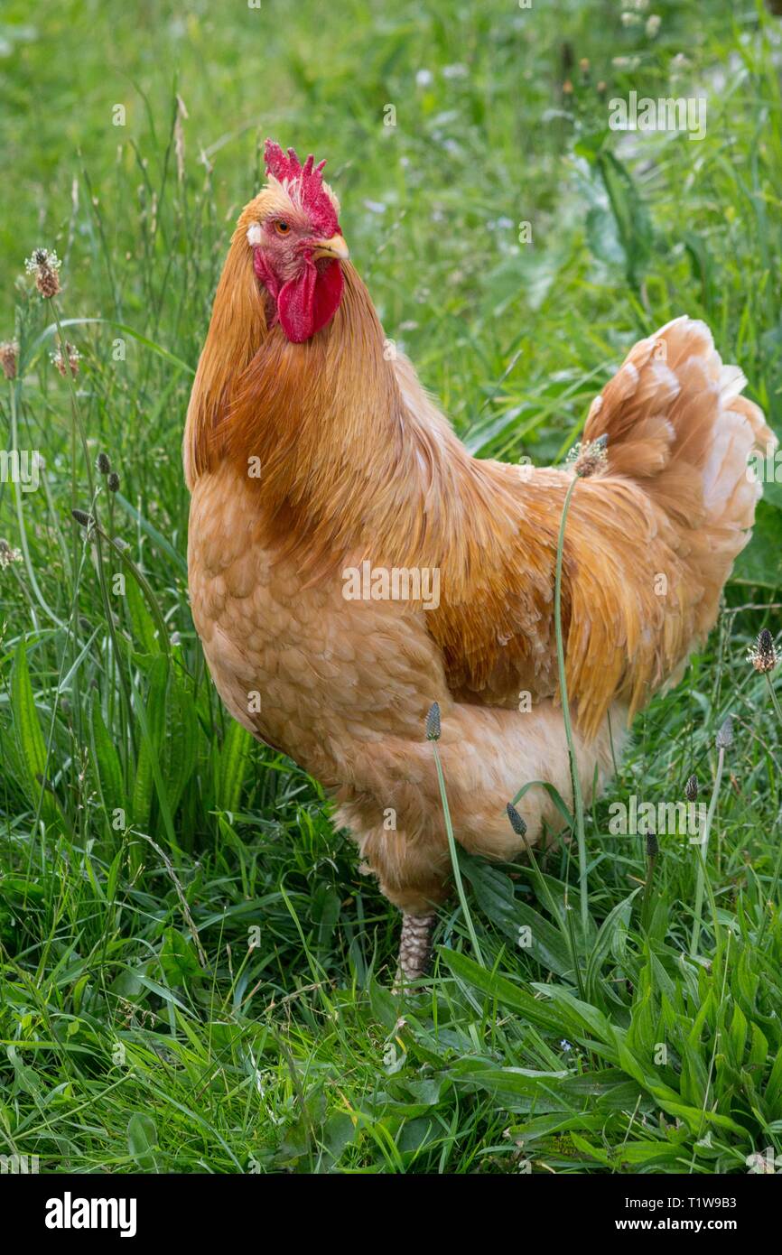 Cockerel brown hi-res stock photography and images - Alamy