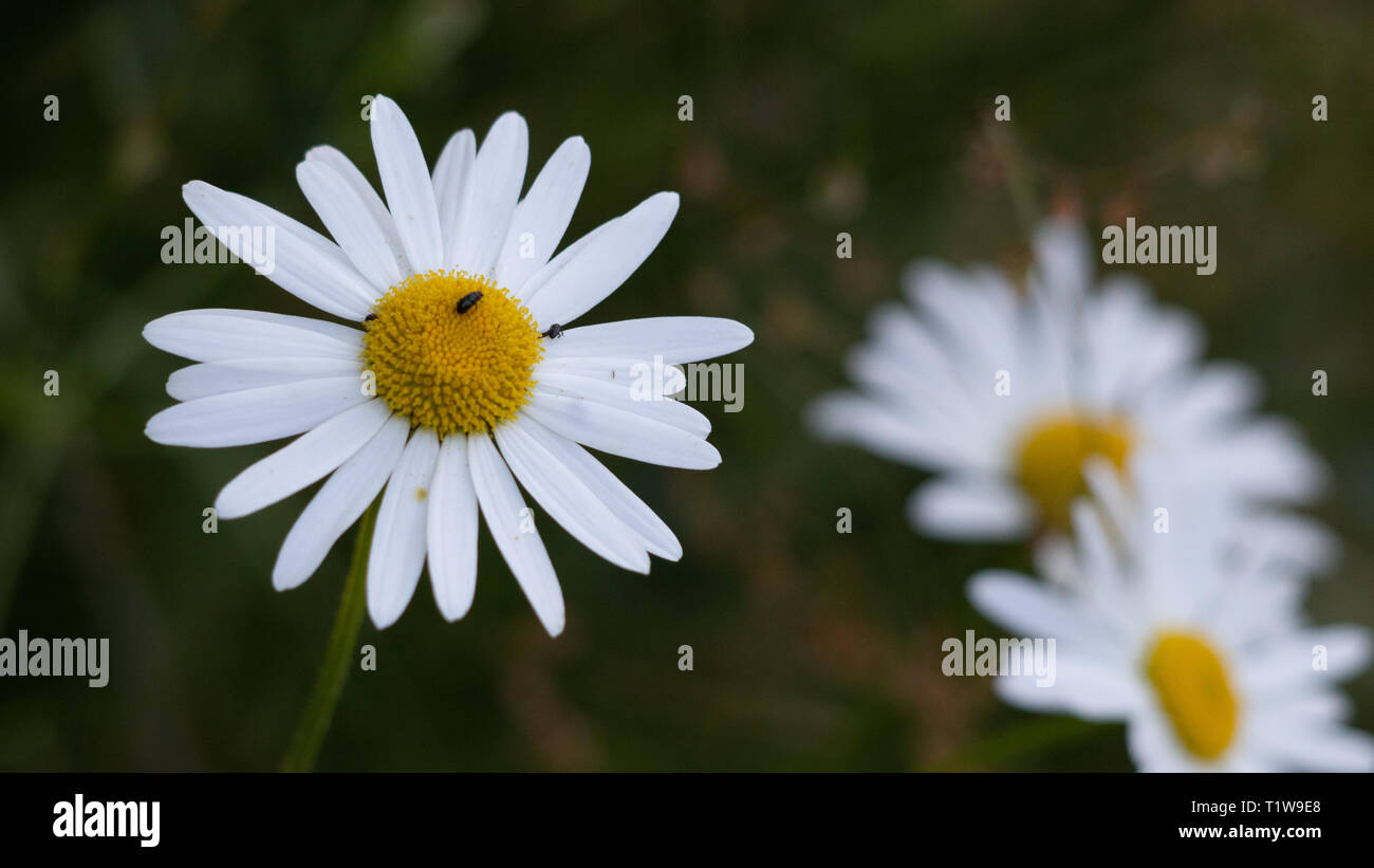 White daisy wildflowers hi-res stock photography and images - Alamy